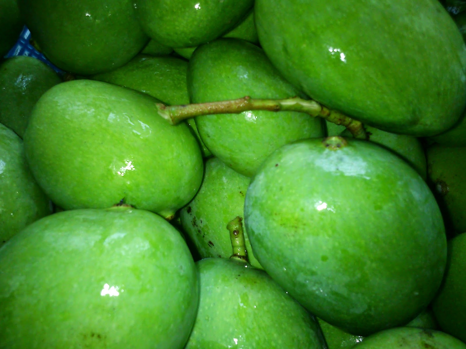 CORETAN HIDUP: masam2 buah mempelam